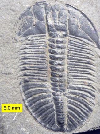 The Rare Earth hypothesis – Explaining Science